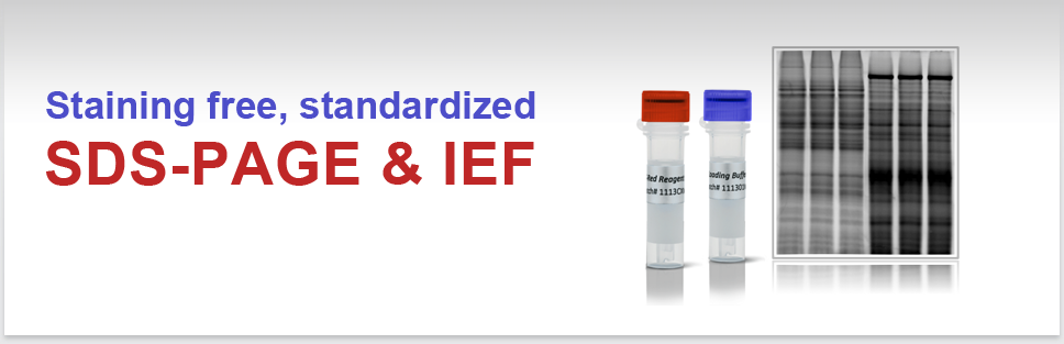 SPL Kits für 1D GeleSPL Kits for 1D Gels - NH DyeAGNOSTICSNH DyeAGNOSTICS