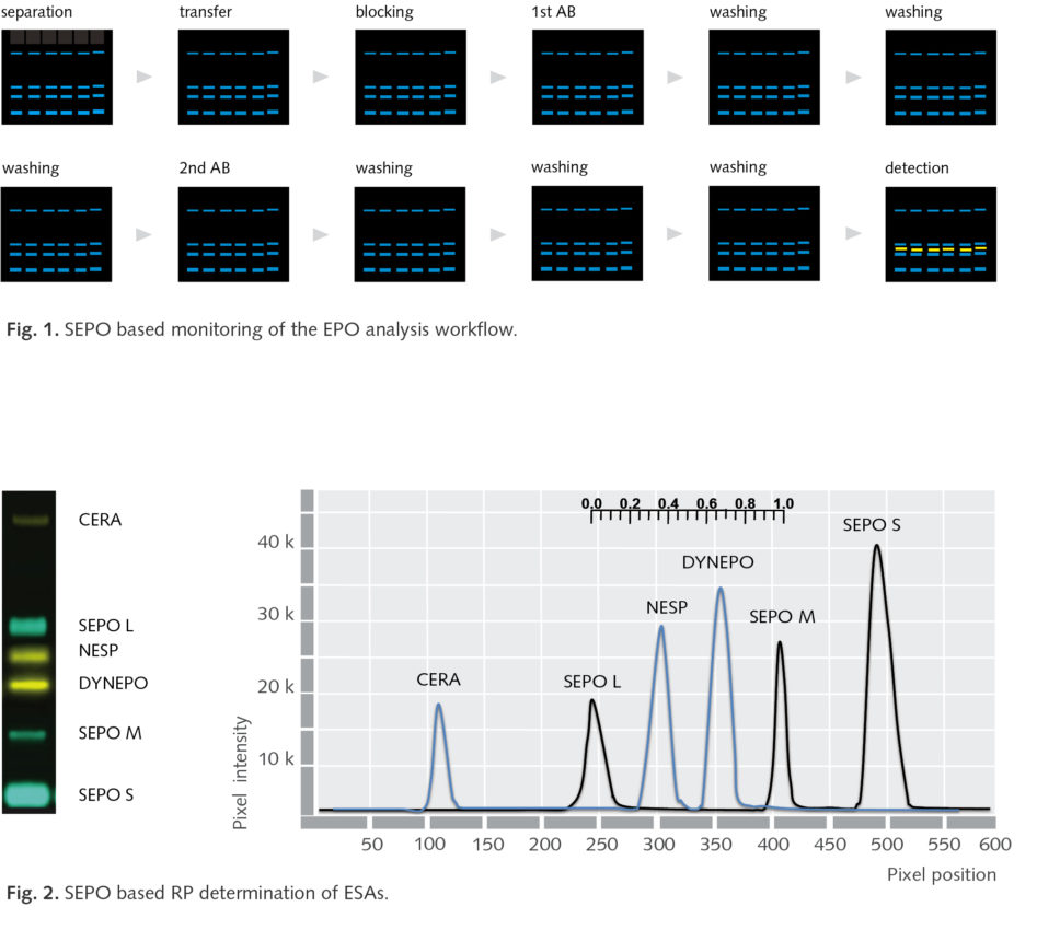 EPO Doping NachweisEPO Doping Analysis - NH DyeAGNOSTICSNH DyeAGNOSTICS